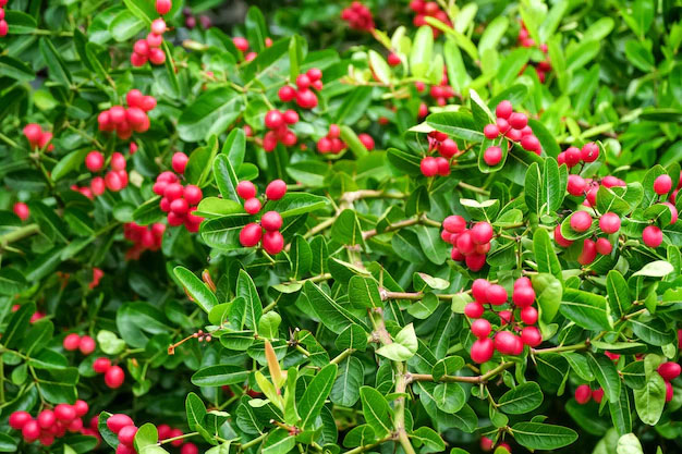 Carissa carandas | Bengal Currant | Christs Thorn | Carandas Plum ...