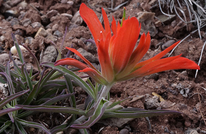 Castilleja integra | Wholeleaf Indian Paintbrush | Squawfeather | 50_S ...