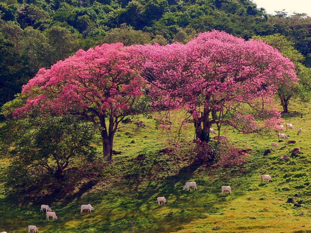 Ceiba speciosa | Floss Silk Tree | Chorisia | 10_Seeds – Butterfly ...