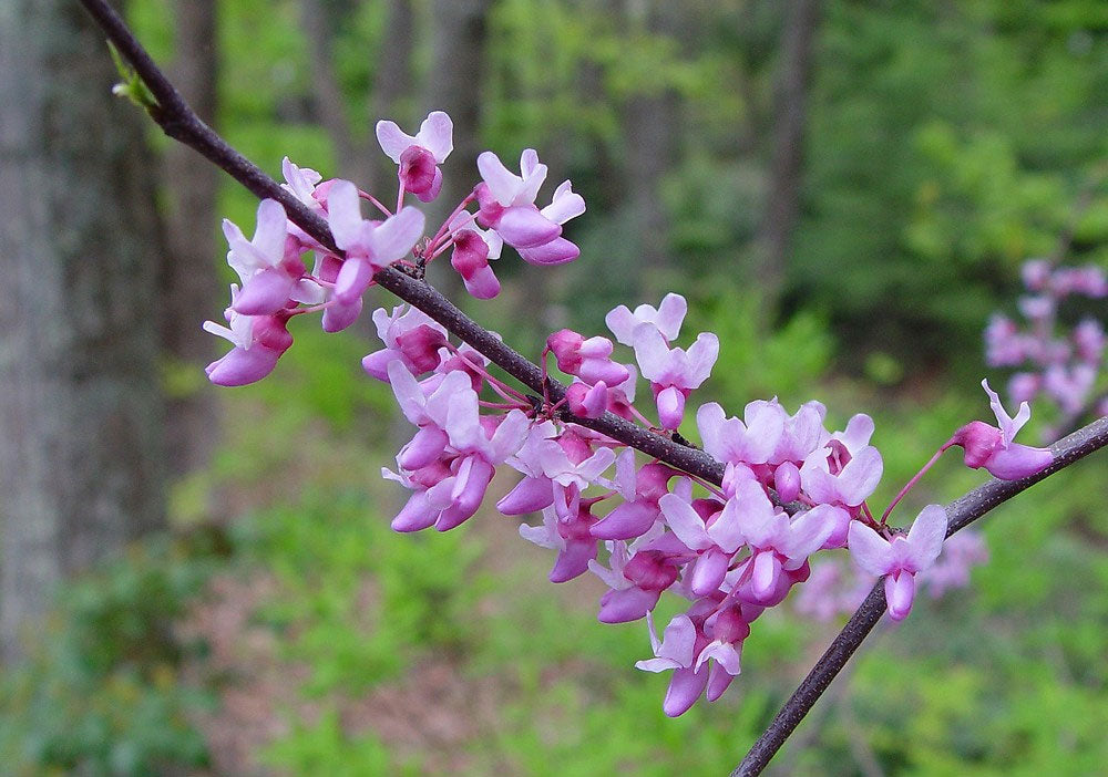 Cercis canadensis | Eastern Redbud | 10_Seeds – Butterfly Garden Seeds