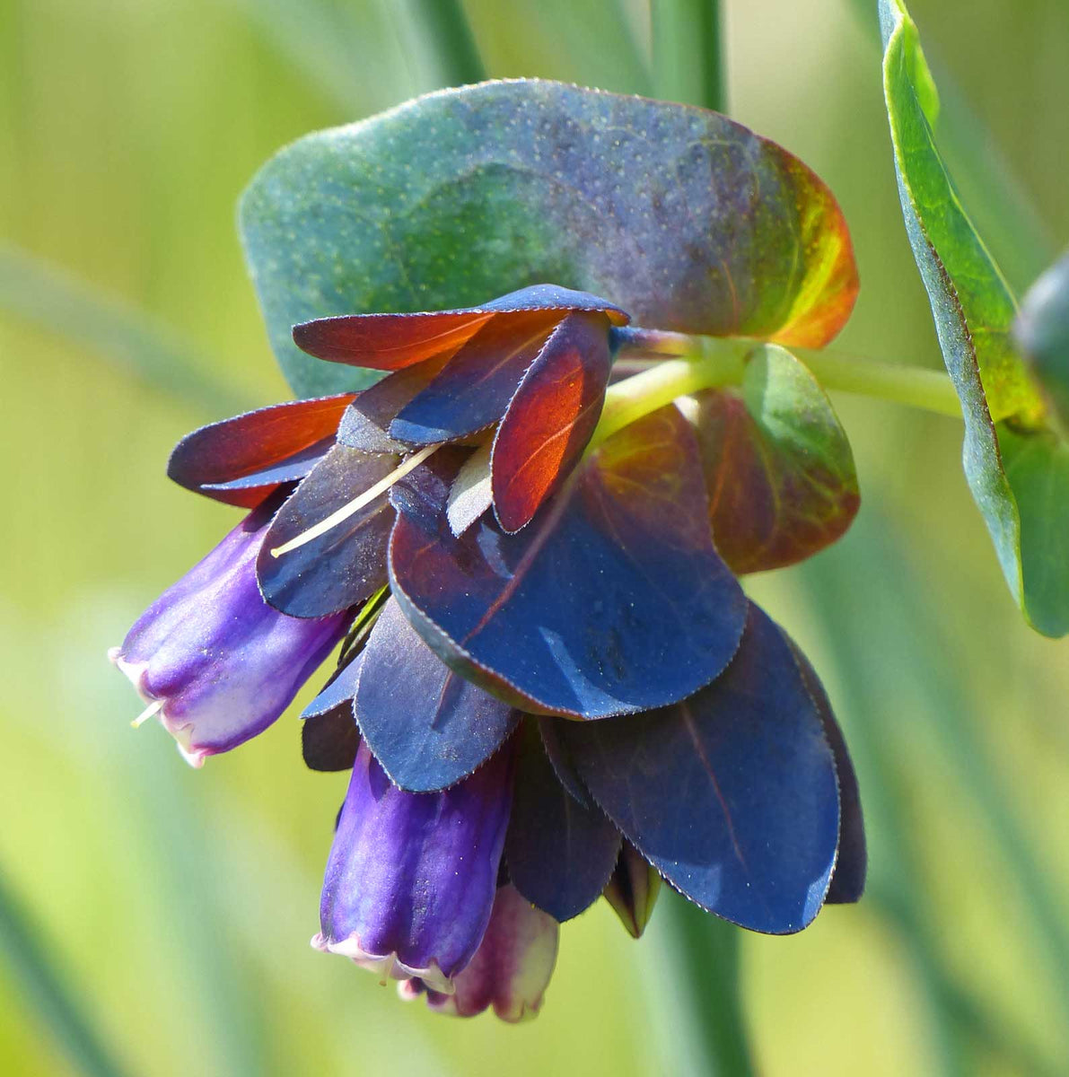 Cerinthe major Purpurascens | Honeywort | Blue Shrimp | 5_Seeds ...