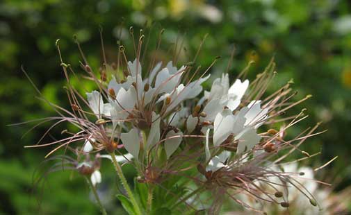 Polanisia dodecandra | Dwarf Cleome | Clammy Weed | 50_Seeds ...