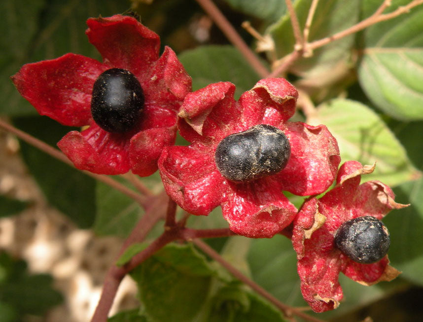 Clerodendrum infortunatum | Bhat | Hill Glory Bower | 5_Seeds ...
