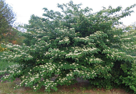 Cornus alternifolia | Green Osier | Alternate Leaf Dogwood | 5_Seeds ...