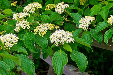 Cornus alternifolia | Green Osier | Alternate Leaf Dogwood | 5_Seeds ...