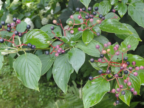 Cornus alternifolia | Green Osier | Alternate Leaf Dogwood | 5_Seeds ...