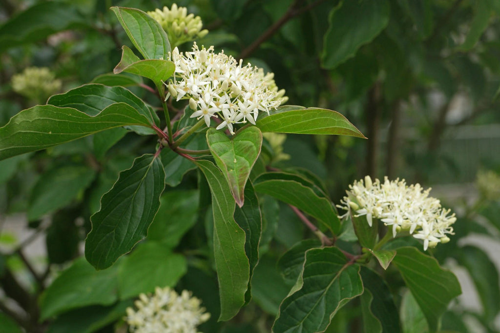 Cornus sanguinea | Bloodtwig Dogwood | Compressa | 20_Seeds – Butterfly ...