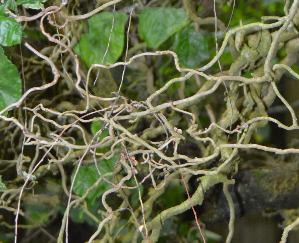 Corylus avellana Contorta | Harry Lauders Walking Stick | 5_Seeds ...