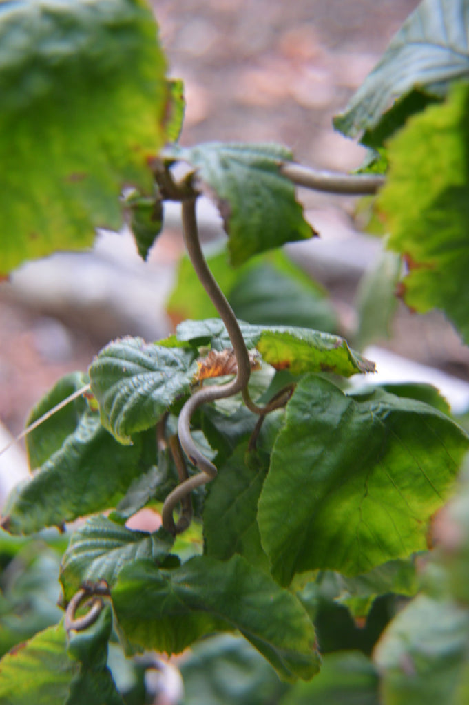 Corylus avellana Contorta | Harry Lauders Walking Stick | 5_Seeds ...