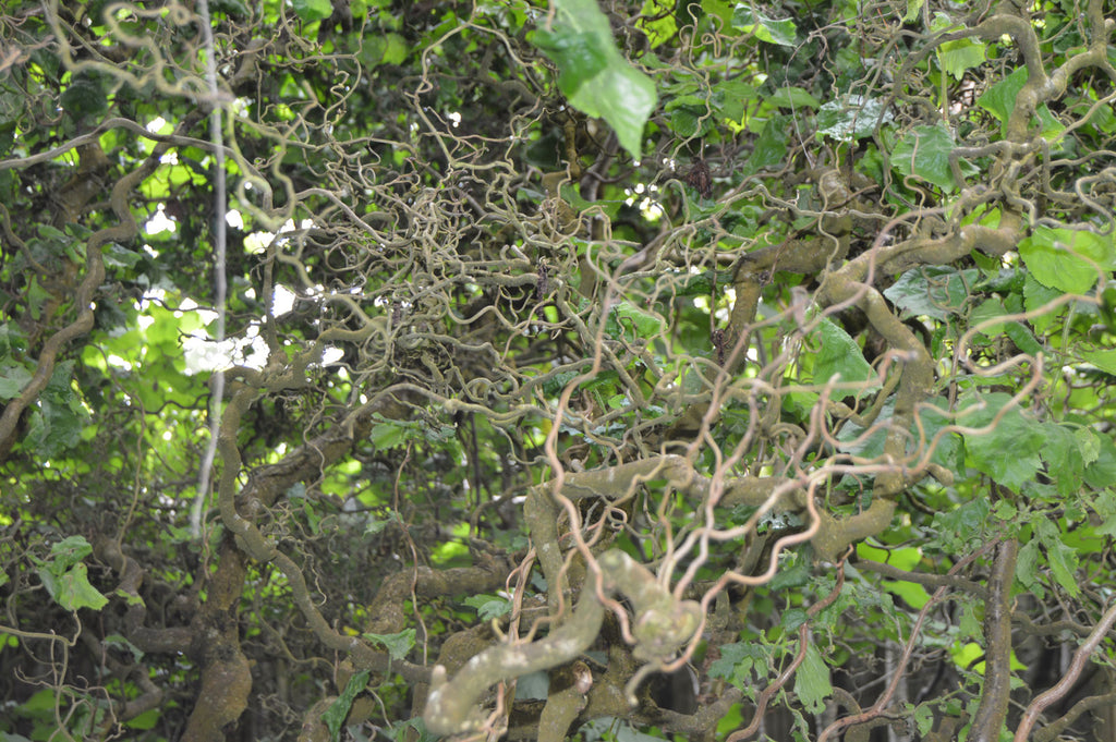 Corylus avellana Contorta | Harry Lauders Walking Stick | 5_Seeds ...