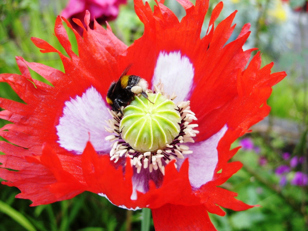 Papaver somniferum | Danish Flag Poppy | 200_Seeds – Butterfly Garden Seeds