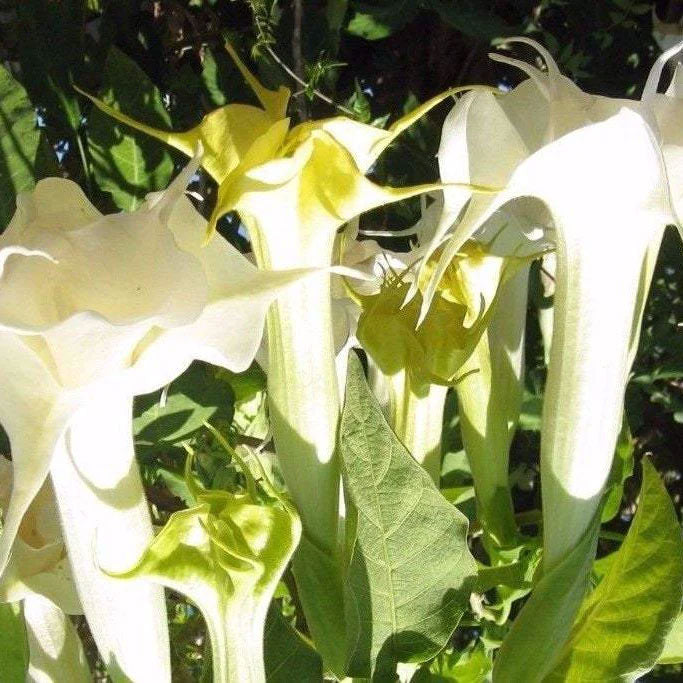 Datura metel Double White Purity | Hindu | 10_Seeds – Butterfly Garden ...
