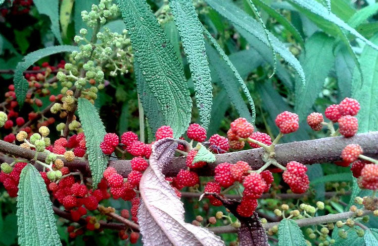 Debregeasia longifolia | Orange Wild Rhea | 200_Seeds – Butterfly ...