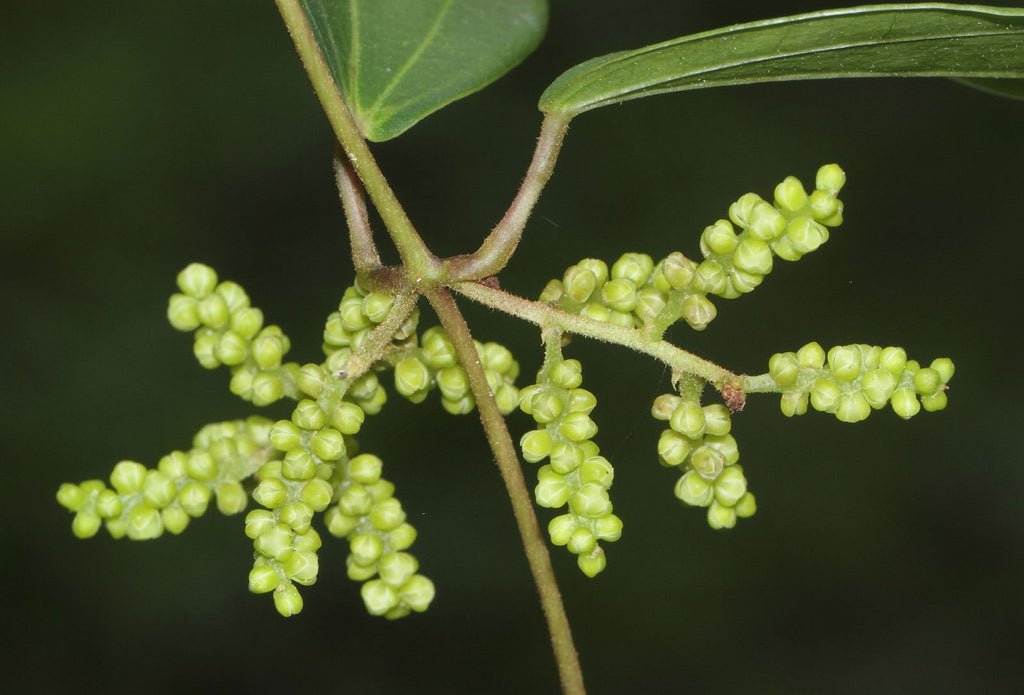 Dioscorea oppositifolia | Chinese Wild Yam | Cinnamon Vine | 20_Seeds ...