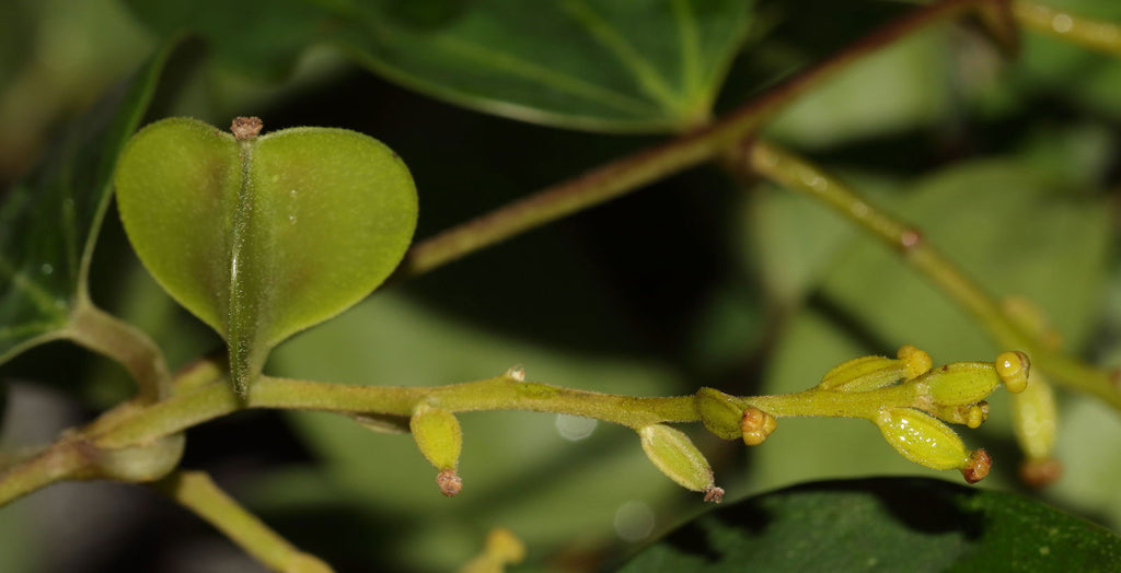 Dioscorea oppositifolia | Chinese Wild Yam | Cinnamon Vine | 20_Seeds ...
