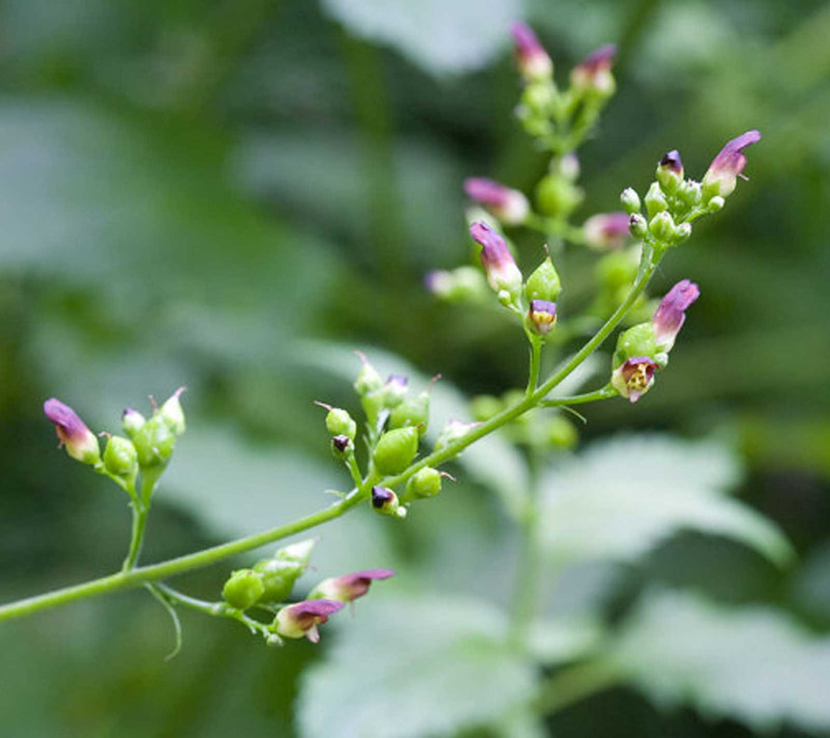 Scrophularia lanceolata | Lanceleaf Figwort | Early Figwort | 100_Seed ...