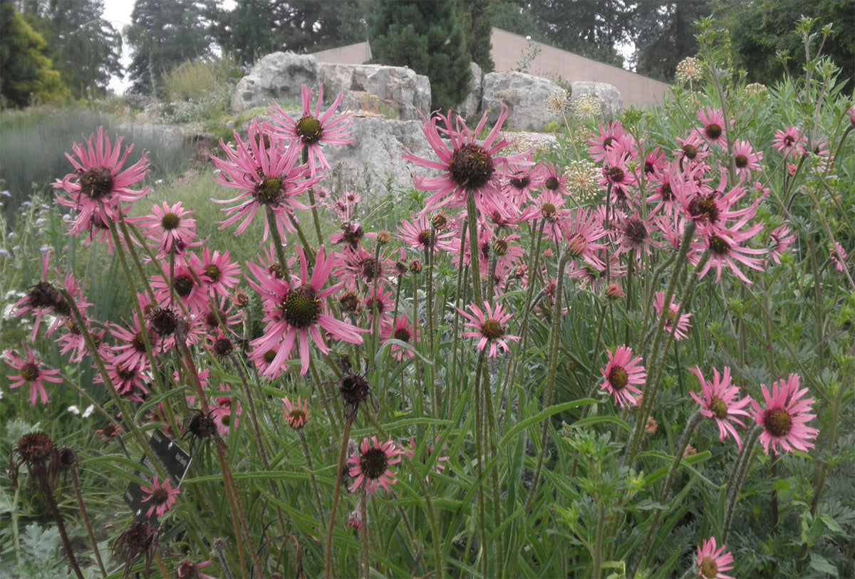 Echinacea tennesseensis | Tennessee Coneflower | 20_seeds – Butterfly ...