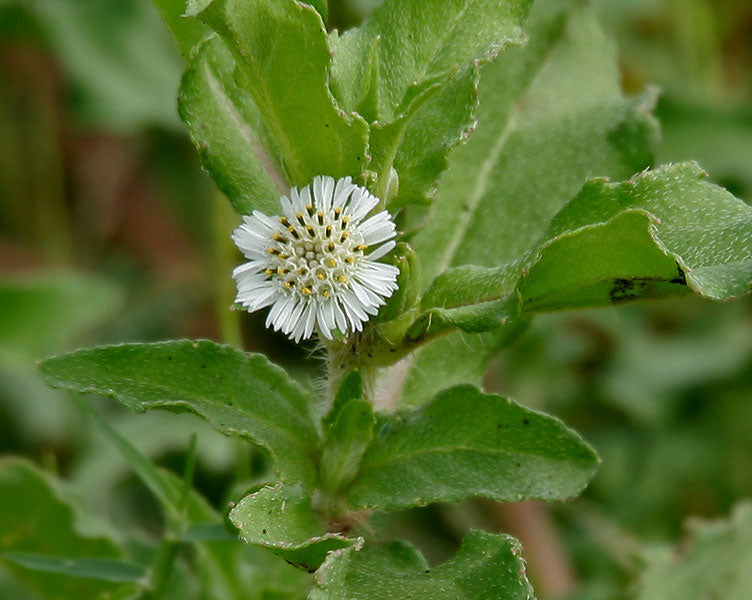 Eclipta prostrata | False Daisy | Yerba de Tago | Bhringraj | 50_Seeds ...