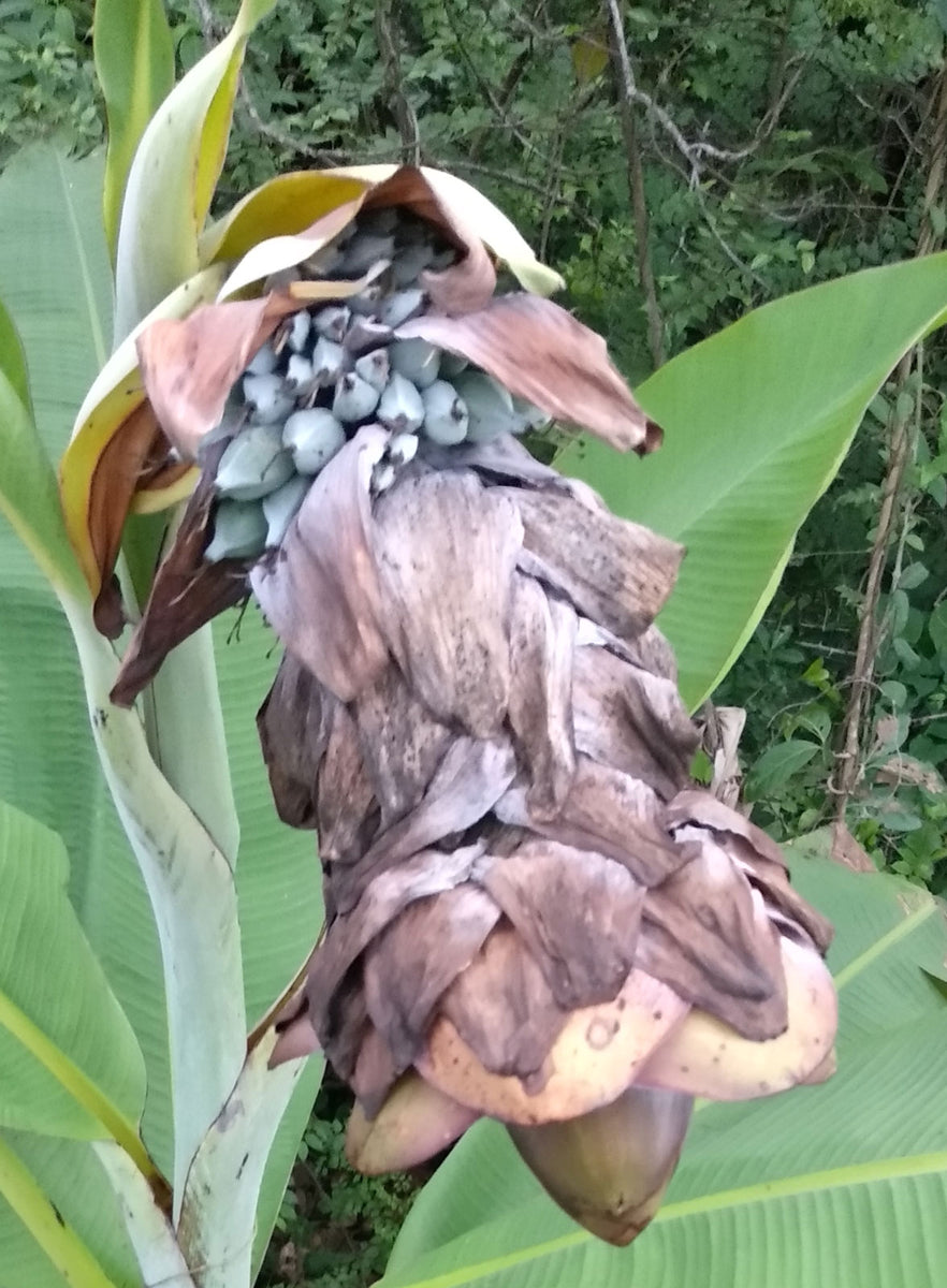 Ensete superbum | False & Rock Banana | 5_Seeds – Butterfly Garden Seeds