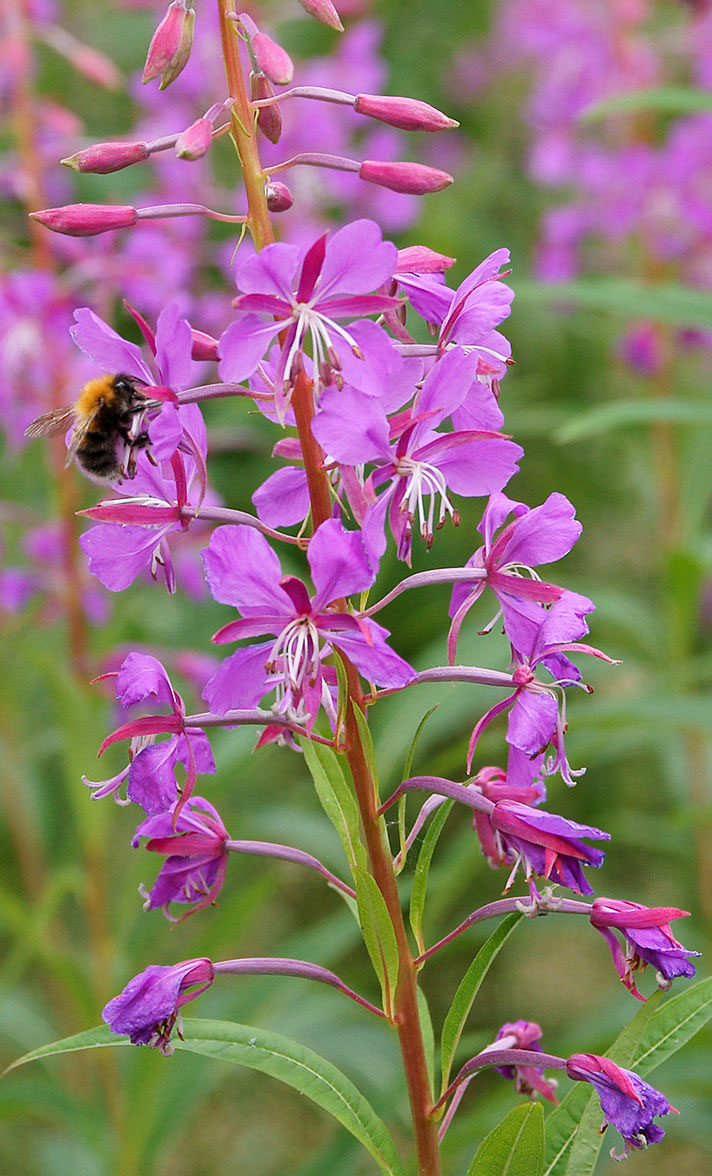 Epilobium angustifolium | Fireweed | Great Willowherb | Rosebay | 500 ...