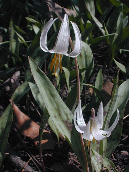 Erythronium albidum | White Fawnlily | Trout Lily | Adders Tongue | 10 ...