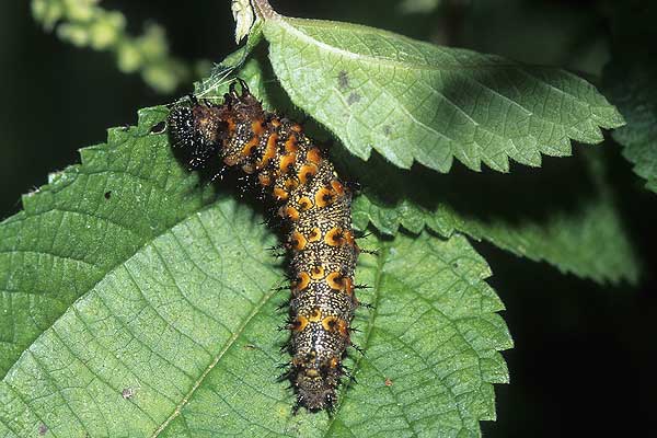 Boehmeria cylindrica | False Nettle | Bog Hemp | 500_Seeds – Butterfly ...