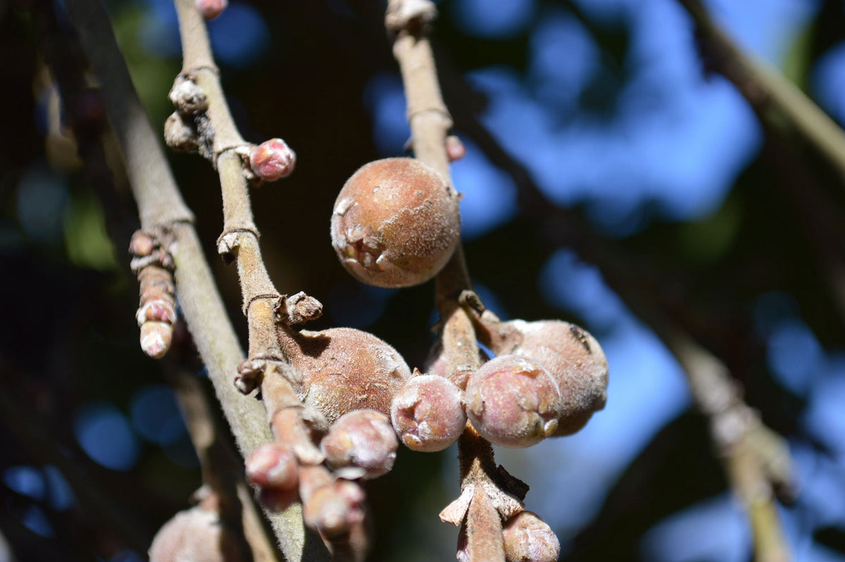 Ficus semicordata | Drooping Fig | 200_Seeds – Butterfly Garden Seeds