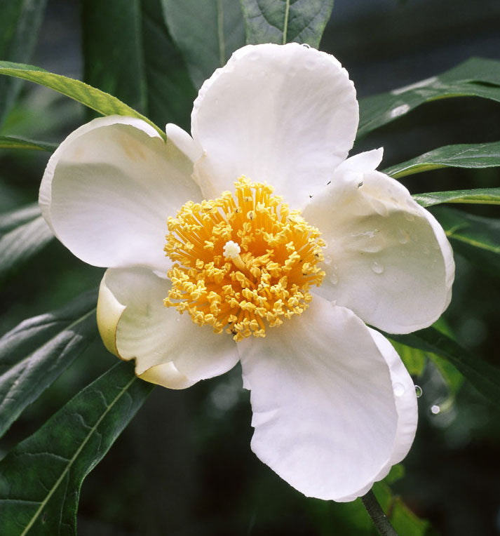 Franklinia alatamaha | Ben Franklin Tree | 5_Seeds – Butterfly Garden Seeds