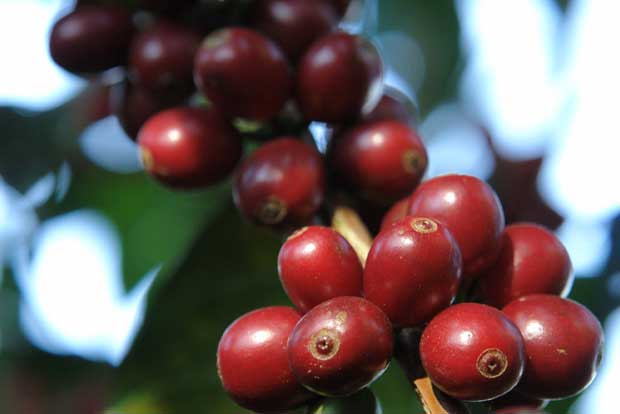 Coffea arabica Gesha | Geisha Coffee | 5_Seeds – Butterfly Garden Seeds