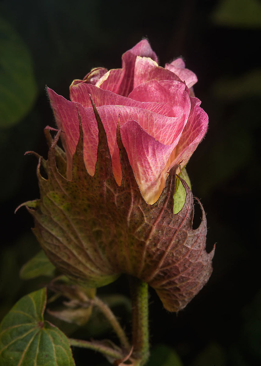 Gossypium arboreum | Tree Cotton | 20_Seeds – Butterfly Garden Seeds