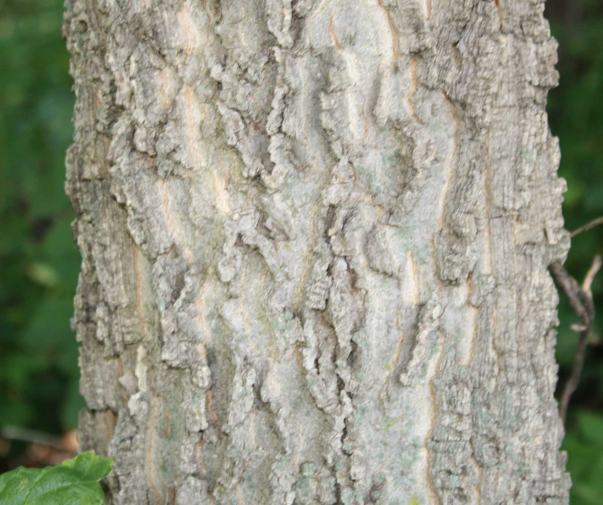 Celtis occidentalis | Hackberry | Nettletree | Sugarberry | 5_Seeds ...