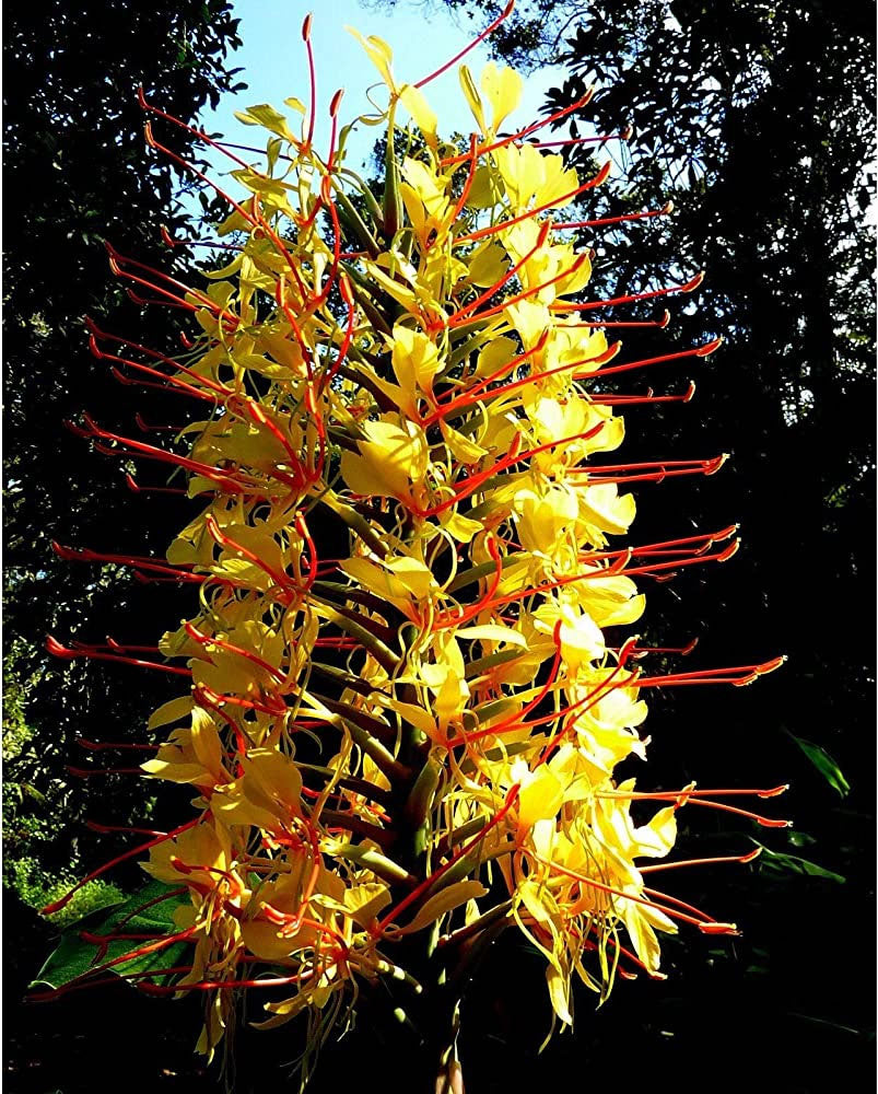 Hedychium stenopetalum | Slenderpetal & White Star Ginger | 10_Seeds ...