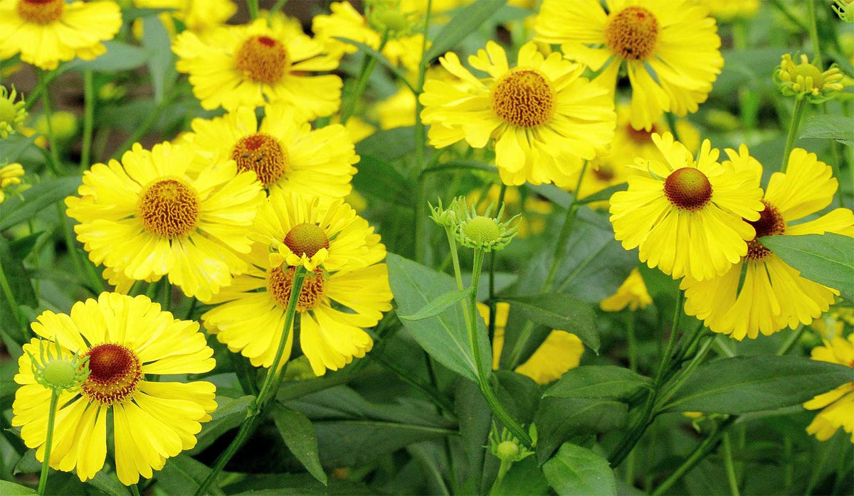 Helenium autumnale | Helens Flower | Common Sneezeweed | 1000_Seeds ...