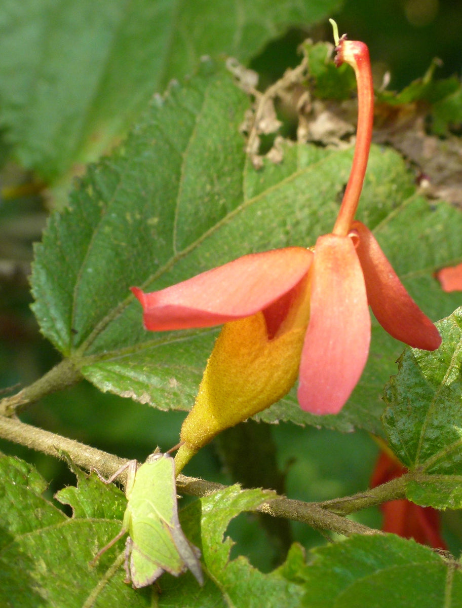 Helicteres isora | Indian Screw Tree | 20_Seeds – Butterfly Garden Seeds