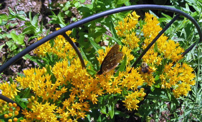 Asclepias tuberosa Hello Yellow | 10_Seeds – Butterfly Garden Seeds