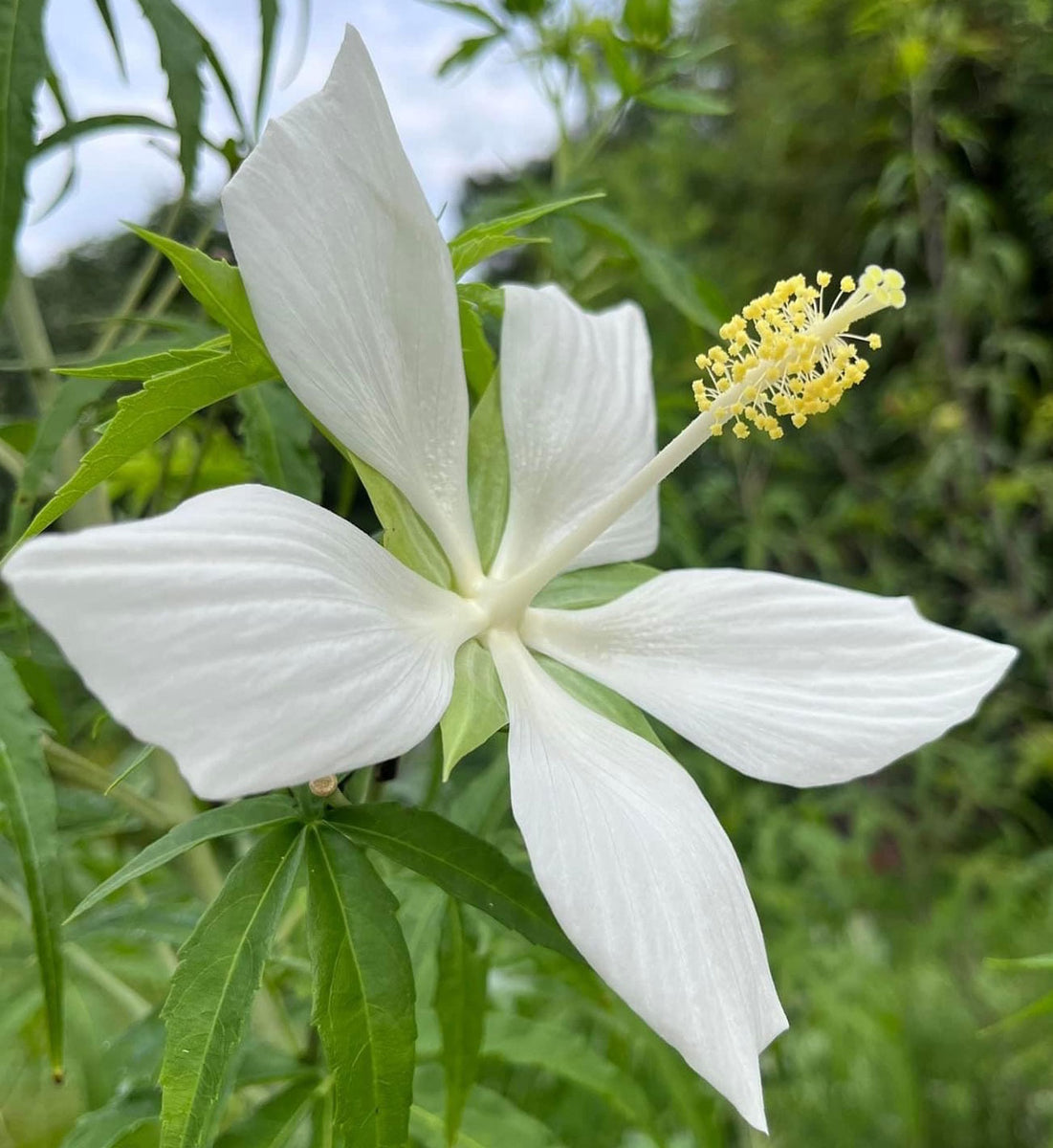Hibiscus coccineus Alba | White & Texas Star | Rose Mallow | 10_Seeds ...