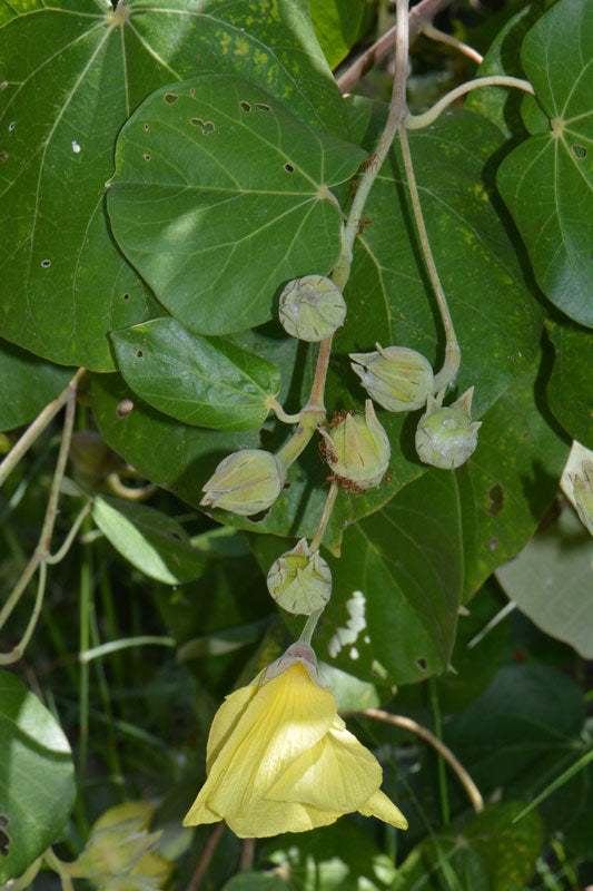 Hibiscus tiliaceus | Hau | Balibago | Vau Tree | Green Cottonwood | 10 ...