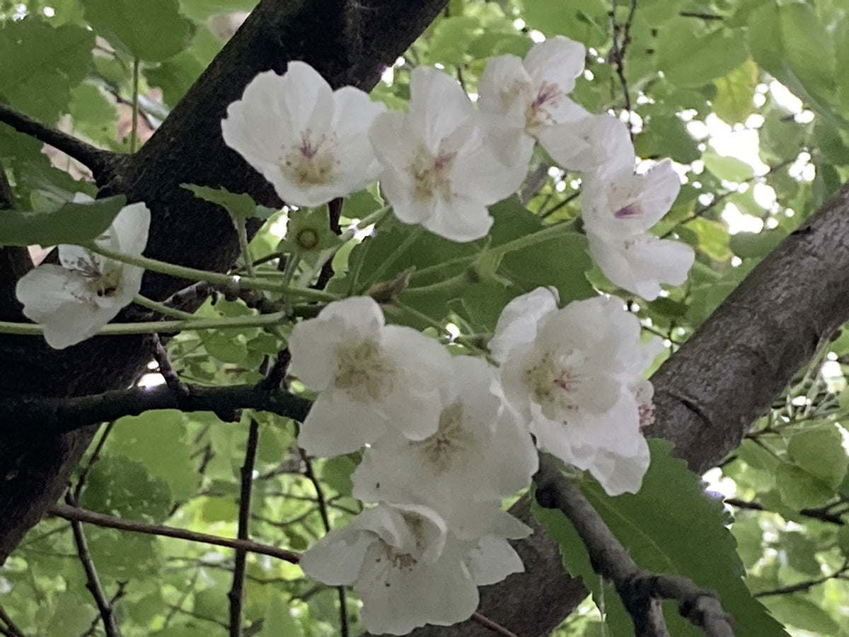 Hoheria lyallii | Mountain Lacebark | 10_Seeds – Butterfly Garden Seeds