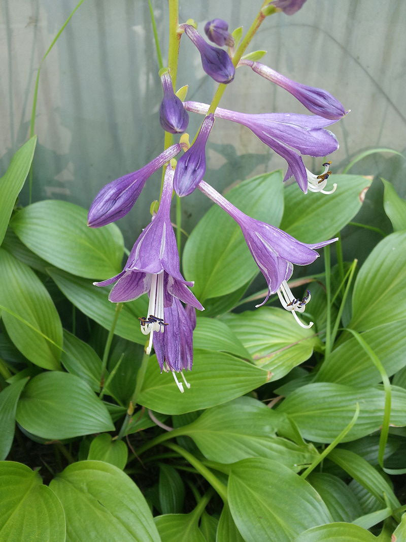 Hosta longipes | Funkia | Plantain Lily | Rock Hosta | Iwa Giboshi | 1 ...