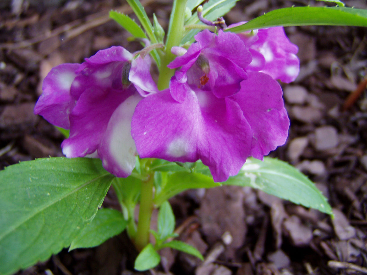 Impatiens balsamina Purple | Balsam | Touch-Me-Not | 20_Seeds ...