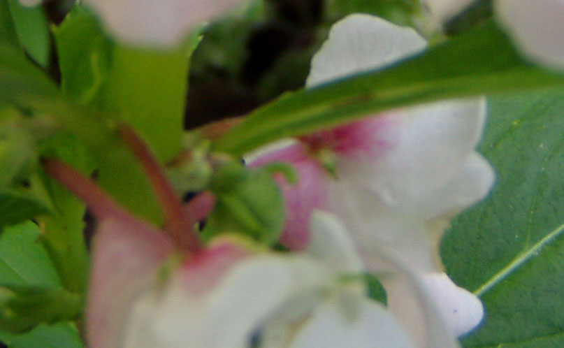Impatiens balsamina White | Balsam | Touch-Me-Not | 20_Seeds ...