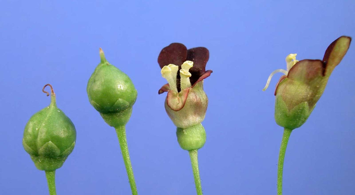 Scrophularia marilandica | Late Figwort | Carpenters Square 1000_Seeds ...