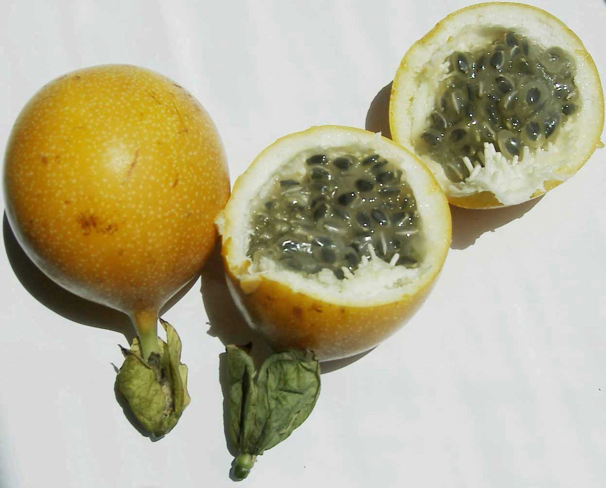 Passiflora ligularis | Sweet Granadilla | Grenadia | 5_Seeds ...