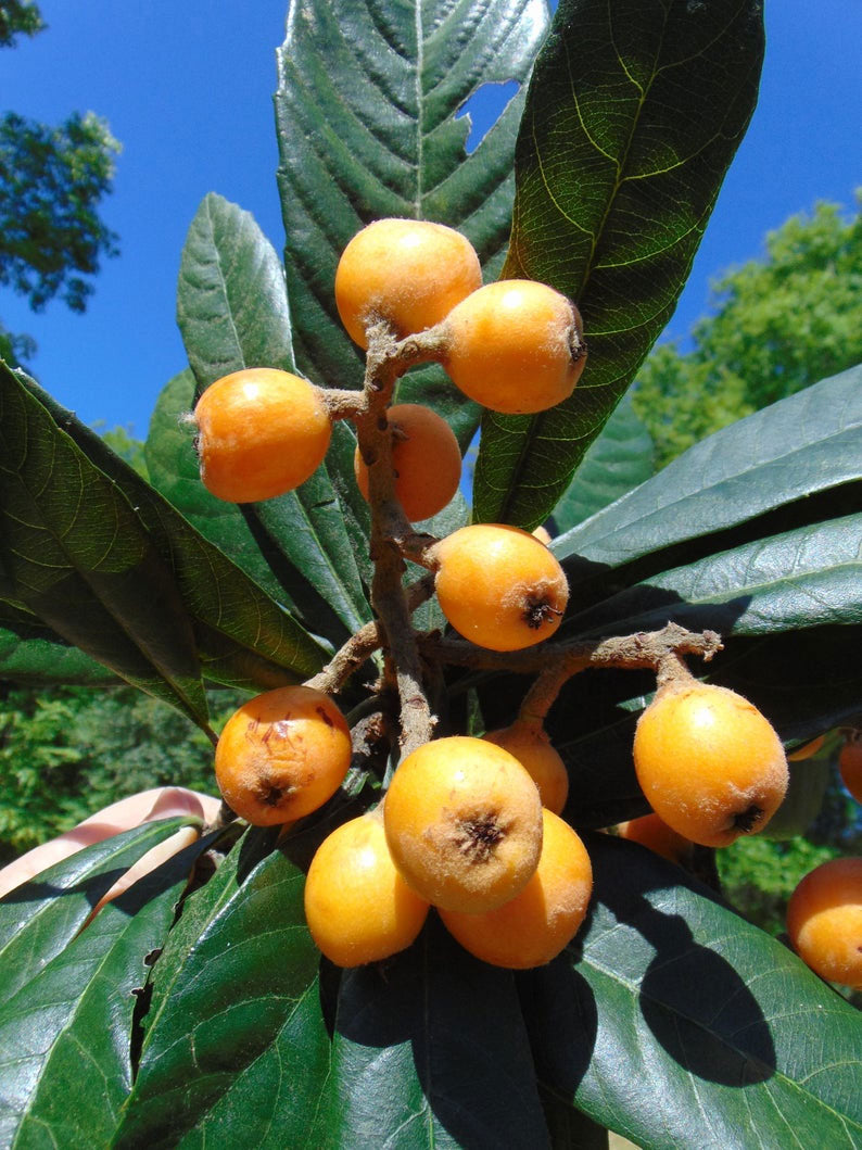 Eriobotrya japonica | Loquat | Medlar | Chinese Plum | Pipa | Nespola ...