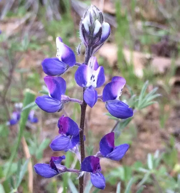 Lupinus bicolor | Dove & Annual & Miniature & Pigmy-leaved Lupine | 20 ...