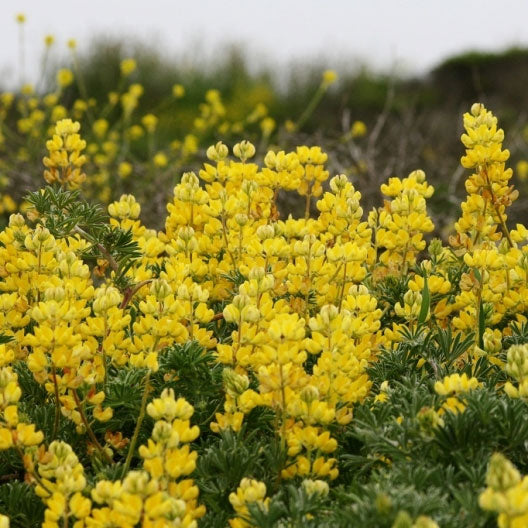 Lupinus densiflorus | Golden Lupine Aureus | 10_Seeds – Butterfly ...