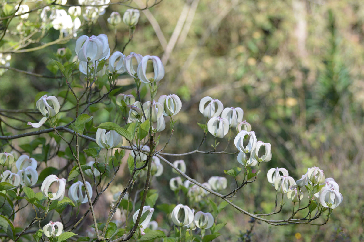 Cornus florida urbiniana | Magic Dogwood | Mexican Flowering Dog wood ...