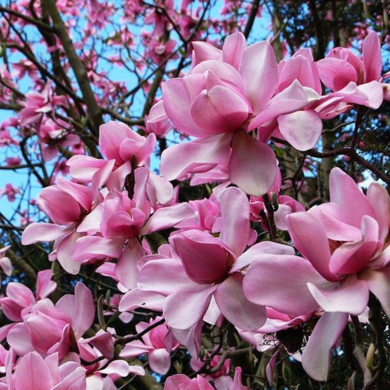 Magnolia campbellii | Pink Tulip | Campbells & Himalayan Magnolia Tree ...