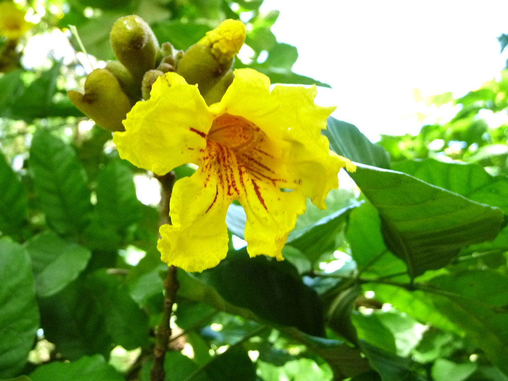 Markhamia lutea | Nile Trumpet & Tulip | Siala Tree | 20_Seeds ...