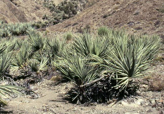Nannorrhops ritchiana | Mazari Palm | 5_Seeds – Butterfly Garden Seeds